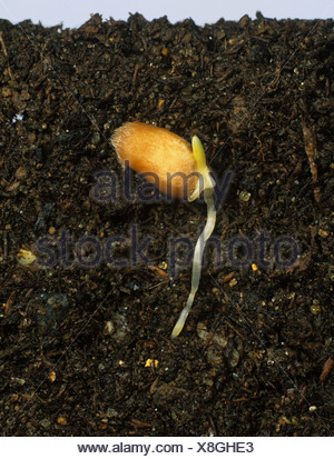 Germinating wheat seed with root (radicle), coleorhiza, and root hairs ...
