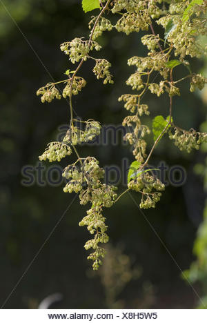 Hop, male flowers, humulus lupulus Stock Photo: 36509278 - Alamy