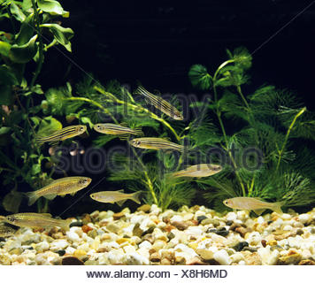 Zebra danio, Zebrafish (Brachydanio rerio, Danio rerio), swimming, side ...