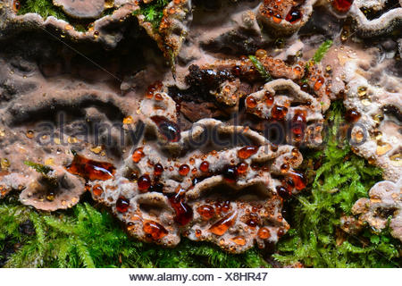 Bleeding Tooth Fungus (Hydnellum peckii) growing on boreal forest Stock ...