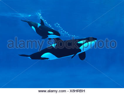 Killer Whale, orcinus orca, Mother with Calf Stock Photo: 111490112 - Alamy