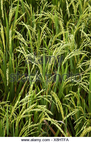 Oryza sativa. Rice plant flowers on the plant in a paddy field Stock ...