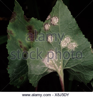 White rust (Albugo candida) on honesty (Lunaria annua) leaf Stock Photo ...