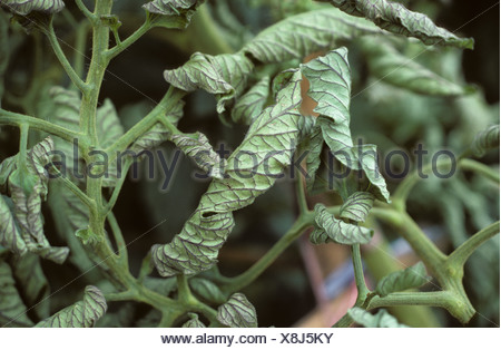 Close up of tomato leaf with Phosphorus deficiency showing Stock Photo ...