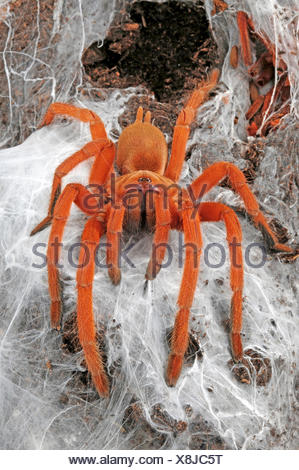 Philippine Tangerine, Philippine Earth Tiger (Orphnaecus Stock Photo ...