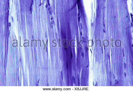 Skeletal muscle tissue longitudinal section under a microscope Stock ...