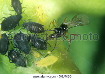 Parasitoid wasp (Aphidius ervi) laying eggs, ovipositing, in aphid ...