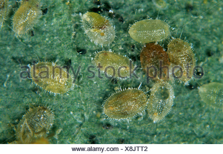 Glasshouse whitefly scales & pupae parasitised by parasitoid wasp Stock ...