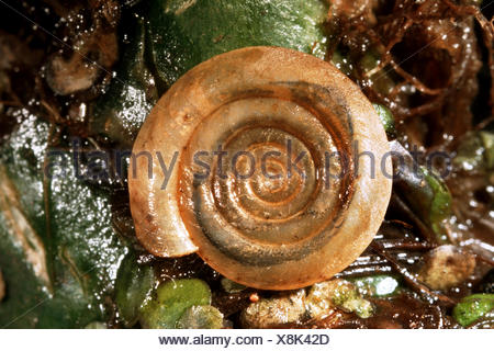 whirlpool ram's horn snail, whirlpool ramshorn snail (Anisus vortex ...