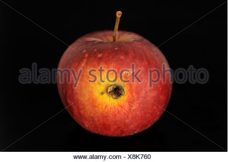 Cut apple, rotten inside Stock Photo: 48670999 - Alamy