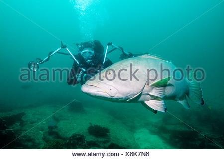 Pacific Goliath Grouper, Epinephelus quinquefasciatus, Mexico Stock ...