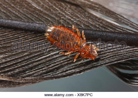 Bird louse, Feather lice, Feather louce (Dennyus hirundinis Stock Photo ...