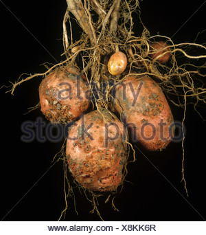 Common scab Streptomyces scabies disease symptoms on potato tubers ...