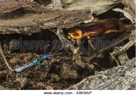 Emerald Cockroach Wasp Ampulex compressa adult female leading Stock ...
