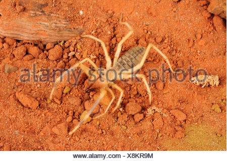 The Camel Spider (Solifugae Stock Photo: 41805667 - Alamy