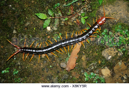 A Centipede in Bhimashankar Wildlife Sanctuary, Maharashtra Stock Photo ...