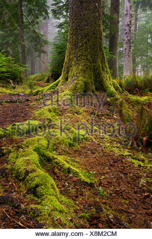 Sitka Spruce (Picea sitchensis) old growth forest on the Oregon coast ...