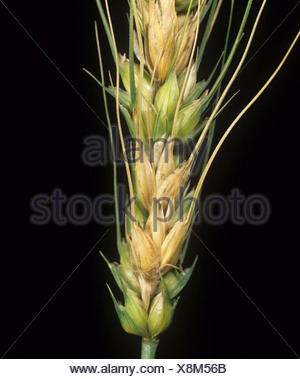 Head scab or ear blight Fusarium culmorum infected grain on wheat ears ...