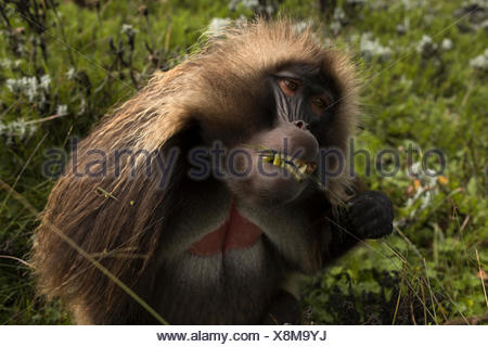 Gelada (Theropithecus gelada) adult male, walking, Simien Mountains ...