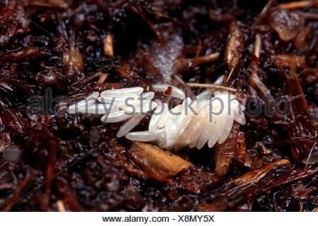house fly (Musca domestica), eggs, Germany Stock Photo - Alamy