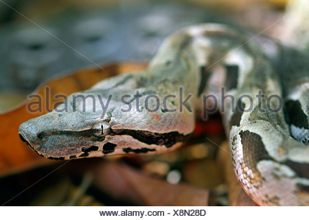 Madagascan boa, Madagascar Ground Boa (Acrantophis madagascariensis ...