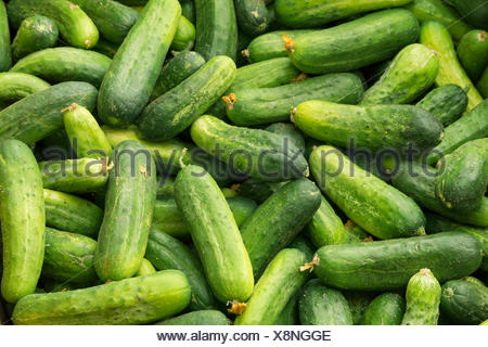 Pickles as background. Green pickle texture pattern. Pickled cucumber ...