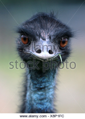 red eyed Emu Stock Photo: 72295018 - Alamy