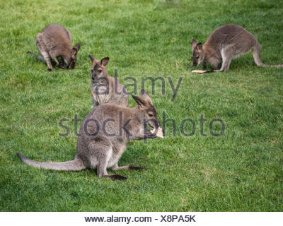 animal, mammal, quadruped, creature, kangaroo, vertebrate, opossum ...