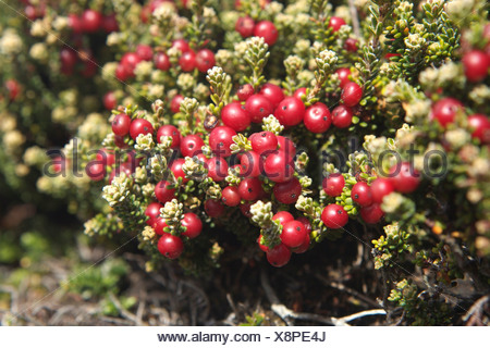 Red crowberry or Diddle-dee (Empetrum rubrum), Falkland Islands Stock ...