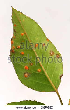 Rose rust, Phragmidium mucronatum, lesions and chlorosis formed on Stock Photo - Alamy