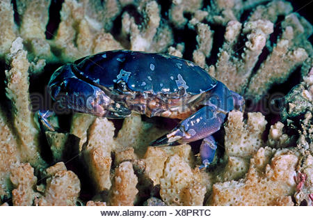 floral egg crab (Atergatis floridus), on corals, crab with poisonous ...