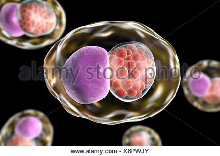 Chlamydia bacteria in a cell. Computer illustration showing an Stock ...