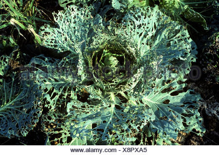 Diamondback moth (Plutella xylostella) severe damage to a cabbage Stock ...