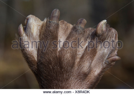 European Beaver (Castor fiber), webbed hind-foot. Sweden Stock Photo ...