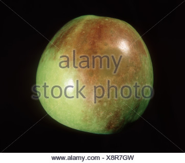 Superficial scald injury on apple caused by physiological changes in ...