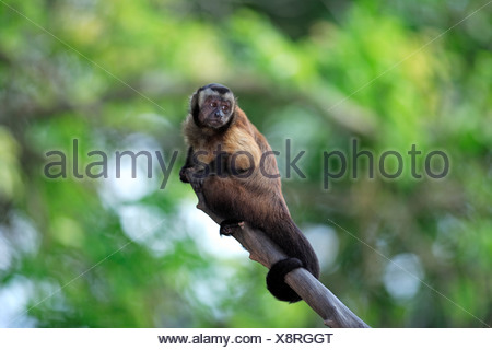 Weeper Capuchin (Cebus olivaceus), adult in a tree, South America Stock ...