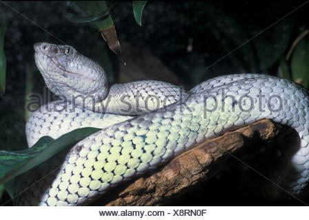 Philippines Pit Viper (Trimeresurus flavomaculatus) on black background ...