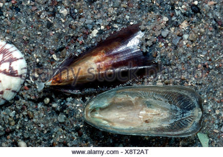 Lingula, a brachiopod Stock Photo - Alamy