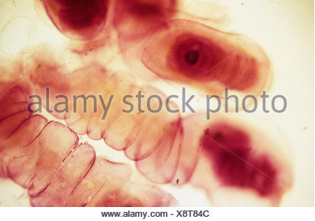 Dog Tapeworm (Taenia pisiformis Stock Photo - Alamy