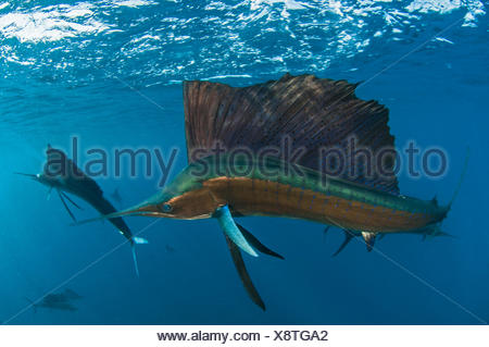 Underwater side view of Atlantic sailfish chasing sardine baitball ...
