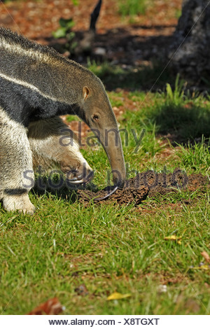 fressend - feeding Portrait giant anteater anteaters xenarthra Stock ...