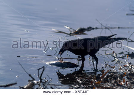 crow eating dead crow Stock Photo - Alamy