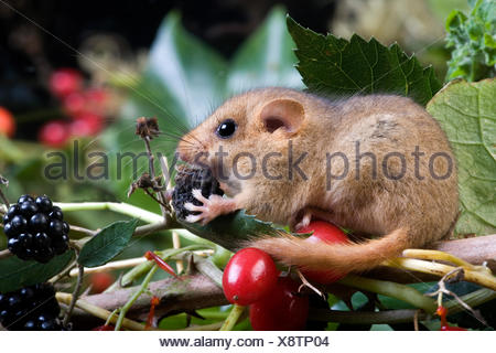 Common Dormouse, muscardinus avellanarius, Adult eating Berries ...