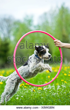 Dog jumping through hoop Stock Photo: 50326113 - Alamy