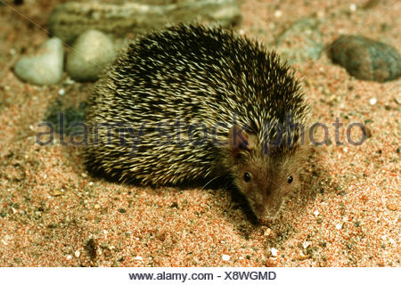 Lesser Hedgehog Tenrec Echinops telfairi in front of a white Stock ...