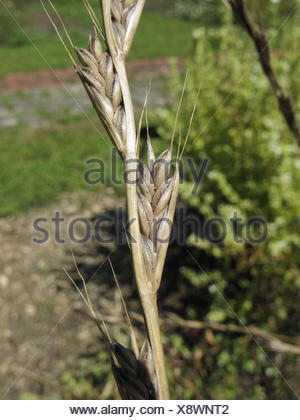 bearded darnel, poison rye-grass (Lolium temulentum), ripe spikelets ...