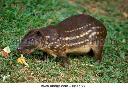 Paca Cuniculus paca Spotted Paca large rodent tropical sub-tropical ...