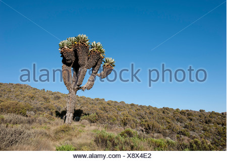 Giant Groundsel (Dendrosenecio kilimanjari), near the Horombo Huts ...