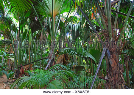 Pristine Coco de mer forest (Lodoicea maldivica) with brook, Vallee de ...