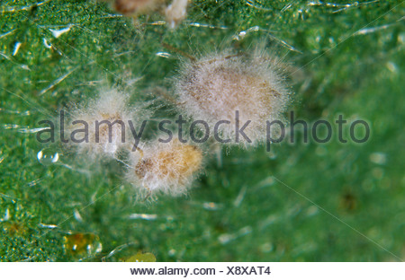 Development of entomopathogenic fungus Verticillium lecanii on aphid ...